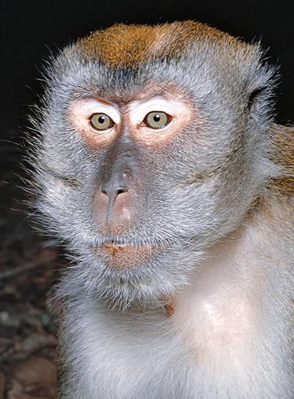 Monos raros de las alturas de China – portalvallenato.net