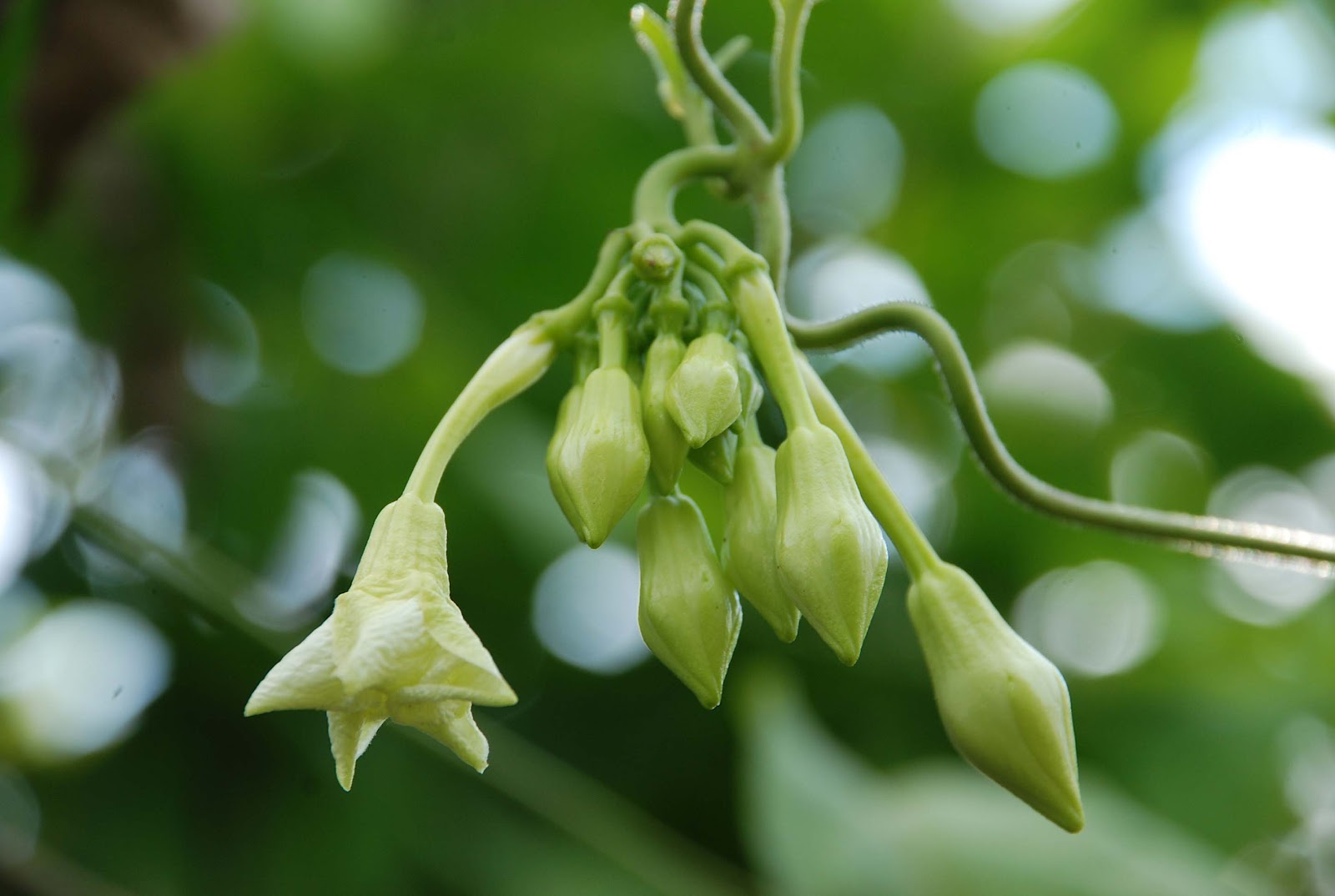 El loroco, una flor de la mesa salvadoreña – portalvallenato.net