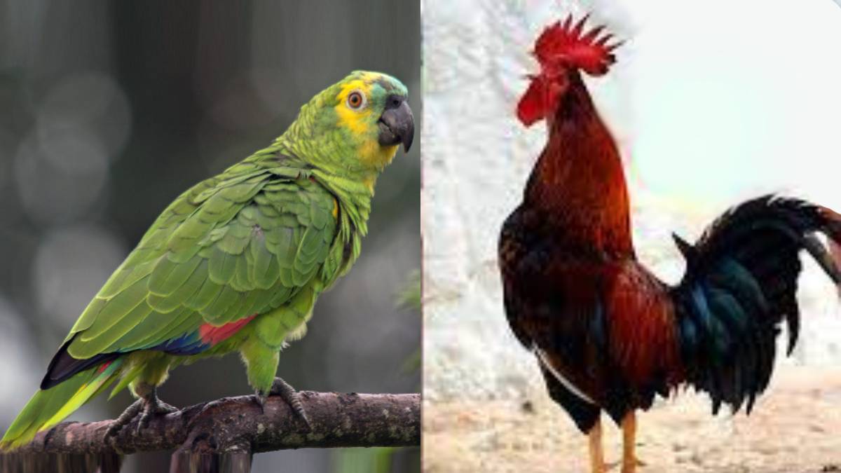 LA LORA – portalvallenato.net